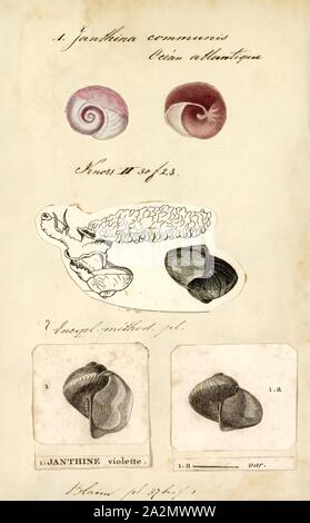 Janthina communis, Print, Janthina janthina, common name the violet sea ...