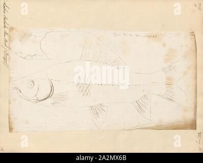 The rohu, rui, or roho labeo is a species of fish of the carp family ...