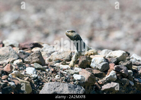 Spiny tailed lizard (Uromastyx aegyptia microlepis) Oman, January Stock ...