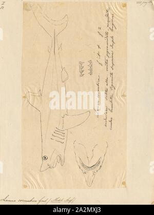 Lamna cornubica, Print, Lamna is a genus of mackerel sharks in the ...