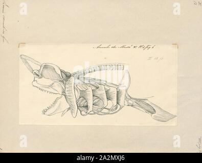 porbeagle, mackerel shark (Lamna nasus), teeth Stock Photo - Alamy