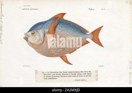 Moonfish or Opah ( pelagic lampriform) large colourful fishes, here in ...