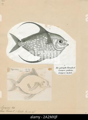 Moonfish or Opah ( pelagic lampriform) large colourful fishes, here in ...