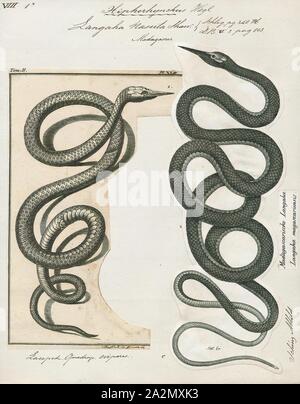 Langaha nasuta, Print, Langaha is a small genus of colubrid snakes in ...