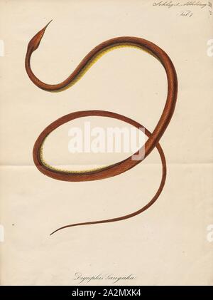 Langaha nasuta, Print, Langaha is a small genus of colubrid snakes in ...