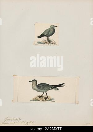 Grey Gull, Leucophaeus modestus, bird in the naturec habitat, Chile in ...