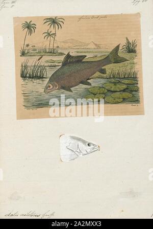 The Nile perch (Lates niloticus) is a species of freshwater fish. It is ...