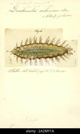 Lepidonotus squamatus, Print, Lepidonotus squamatus is a species of ...