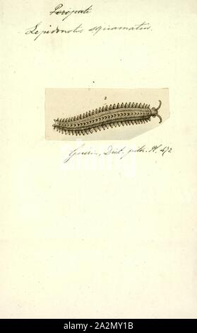 Lepidonotus squamatus, Print, Lepidonotus squamatus is a species of ...