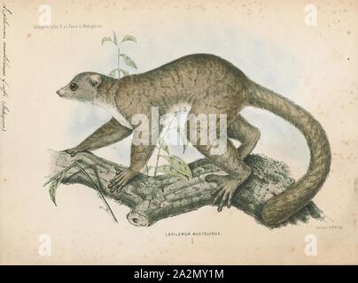 WEASEL SPORTIVE LEMUR Lepilemur mustelinus Stock Photo - Alamy