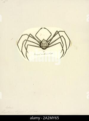 Leptopus longipes, Print, Leptopus, the maidenbushes, are a group of ...