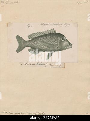 Sky Emperor Fish (Lethrinus mahsena). Egypt, Red Sea Stock Photo - Alamy