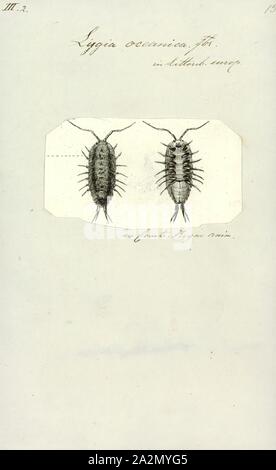 Common sea slater (Ligia oceanica). An abundant littoral woodlouse ...