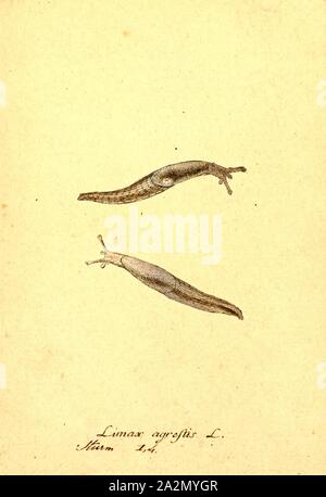 Limax agrestis, Print, Limax is a genus of air-breathing land slugs in ...