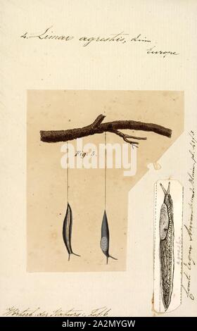 Limax agrestis, Print, Limax is a genus of air-breathing land slugs in ...