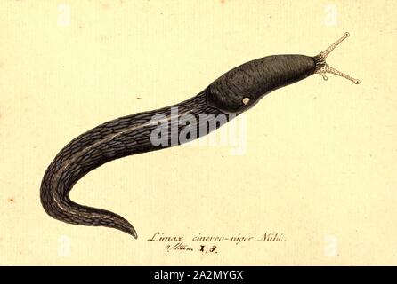 A slug (Limacidae), terrestrial pulmonate gastropod molluscs, on a ...