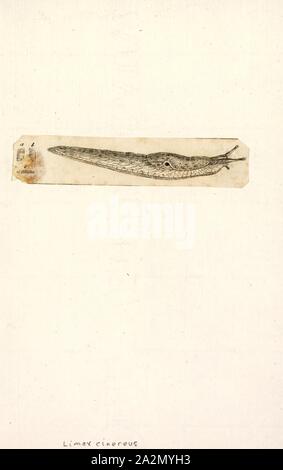 Limax cinereus, Print, Limax is a genus of air-breathing land slugs in ...