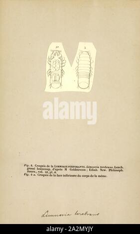 Gribble - Limnoria lignorum Stock Photo - Alamy