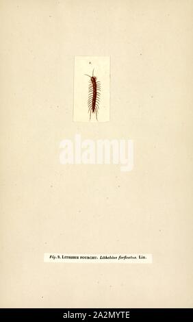 Lithobius, Print, Lithobius is a large genus of centipedes in the ...