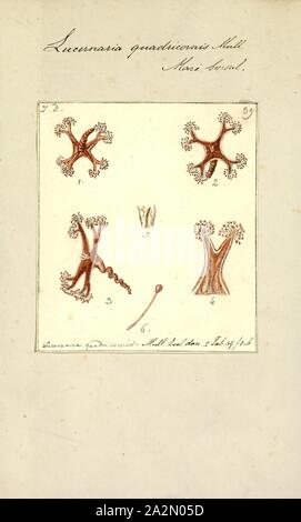 Lucernaria quadricornis, Print Stock Photo - Alamy