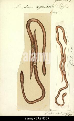 The genus Lumbricus contains some of the most commonly seen earthworms ...