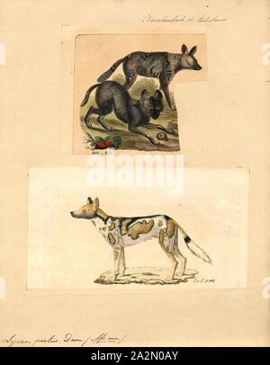 Lycaon pictus, Print, The African wild dog (Lycaon pictus) is a canid ...
