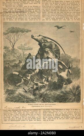 African wild dog. Only extant member of the genus Lycaon.native species ...