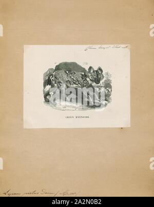 African wild dog. Only extant member of the genus Lycaon.native species ...