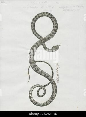 Greek Symbol For Wolf