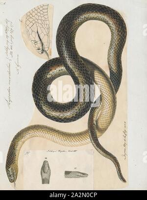 Banded Wolfsnake (Lycodon subcinctus) from Hong Kong, Hong Kong Stock ...