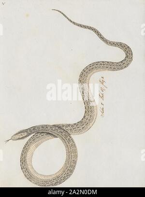 Lycodon subcinctus, Print, Lycodon subcinctus, commonly known as the ...