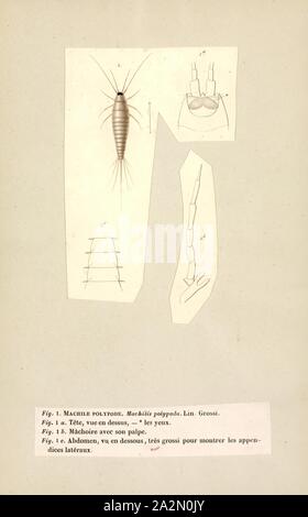 Machilis, Print, The Machilidae are a family of insects belonging to ...