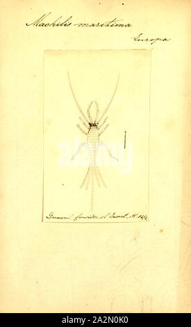 Machilis, Print, The Machilidae are a family of insects belonging to ...