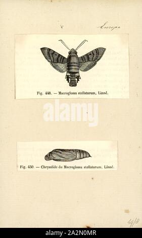 Macroglossa, Print, Macroglossum is a genus of moths in the family ...