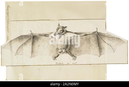 Northern blossom-bat (Macroglossus minimus pygmaeus Stock Photo - Alamy
