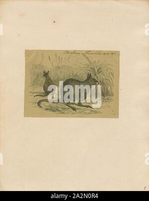 Macropus, Print, Macropus is a marsupial genus in the family ...