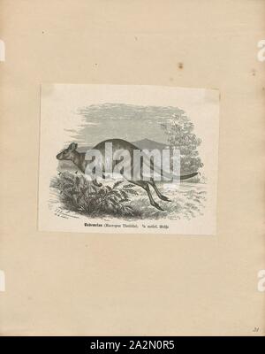 Macropus thetidis, Print, Macropus is a marsupial genus in the family ...
