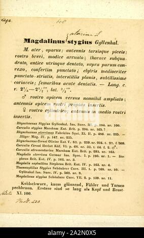 Magdalis, Print, Magdalis is a genus of wedge-shaped bark weevils in ...