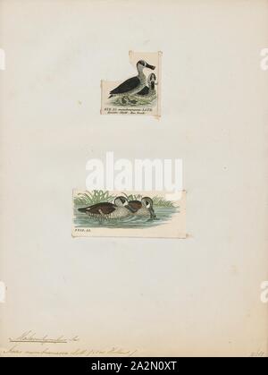 Pink-eared Duck, Malacorhynchus membranaceus Stock Photo - Alamy