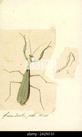 PRAYING MANTISES HAVE TRIANGULAR HEADS WITH BULGING EYES SUPPORTED ON A ...