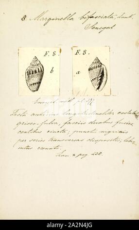 Marginella bifasciata, Print, Marginella is a genus of small tropical ...