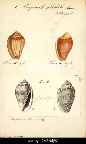 Marginella glabella, Print, Marginella glabella is a species of ...