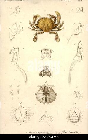 Matuta victor, Print, Matuta is a genus of crabs in the family ...