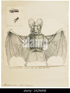 Greater false vampire bat, Megaderma lyra, and trident leaf-nosed bat ...