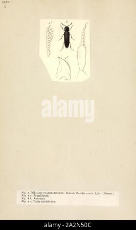 Melasis, Print, Melasis is a genus of soldier beetles native to North ...