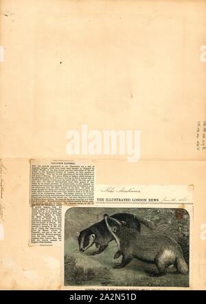 Meles anakuma, Print, The Japanese badger (Meles anakuma) is a species ...