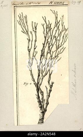 Knotted fan coral (Melithaea ochracea), with diver, Wakatobi Dive ...