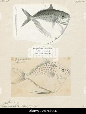 Mene maculata, Print, Mene maculata, the Moonfish, is the only extant ...