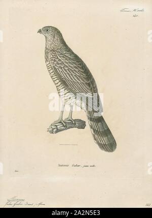 Gabar Goshawk - Micronisus gabar small species of African and Arabian ...