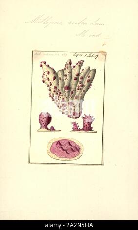 Fire corals ,Millepora are a genus of colonial hydrocorals.family ...